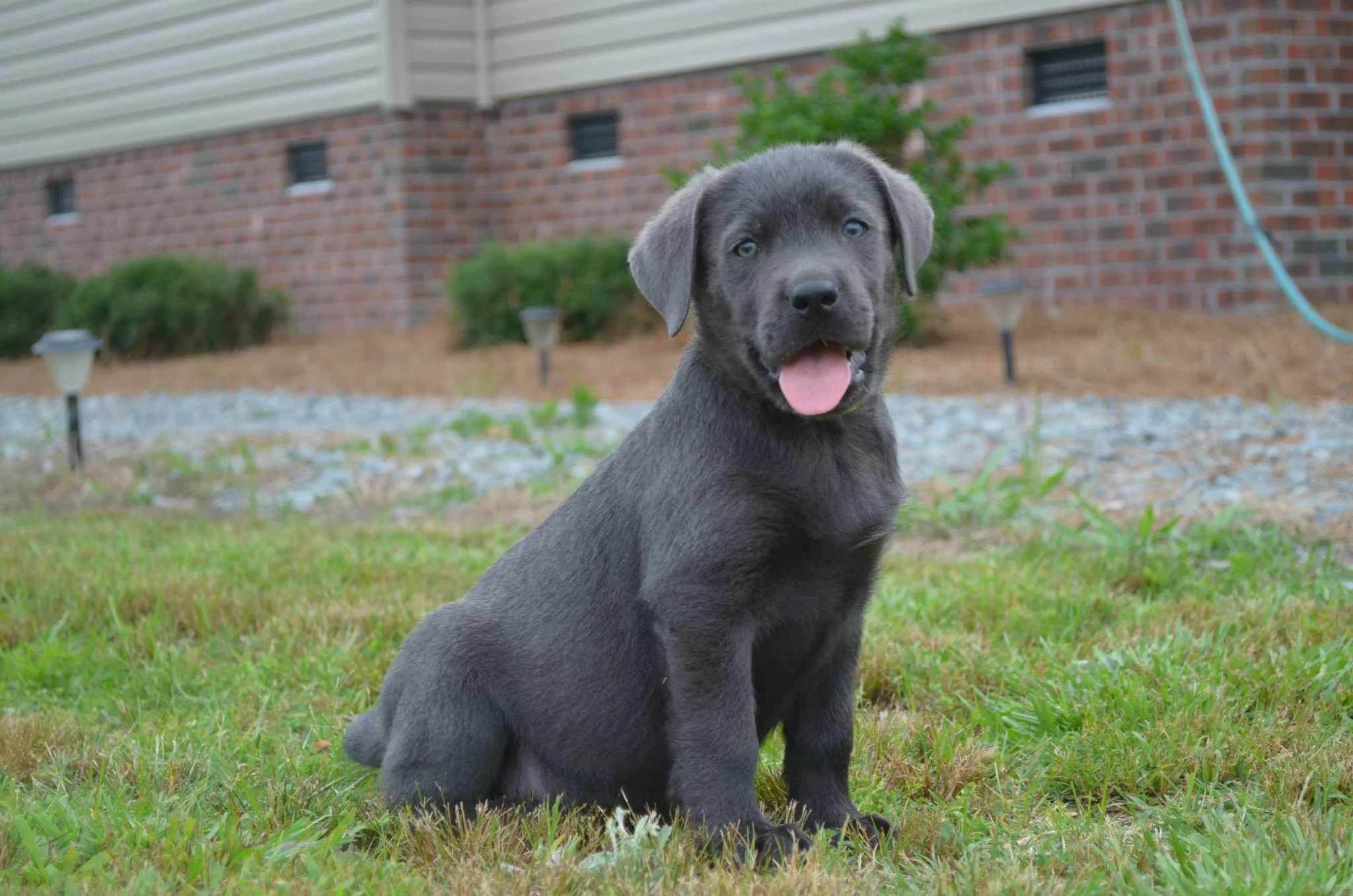 What Are The Different Colors Of Labrador Retrievers