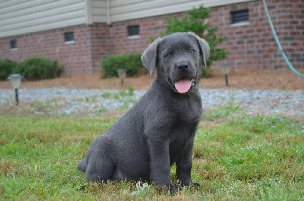 Are There Gray Labradors