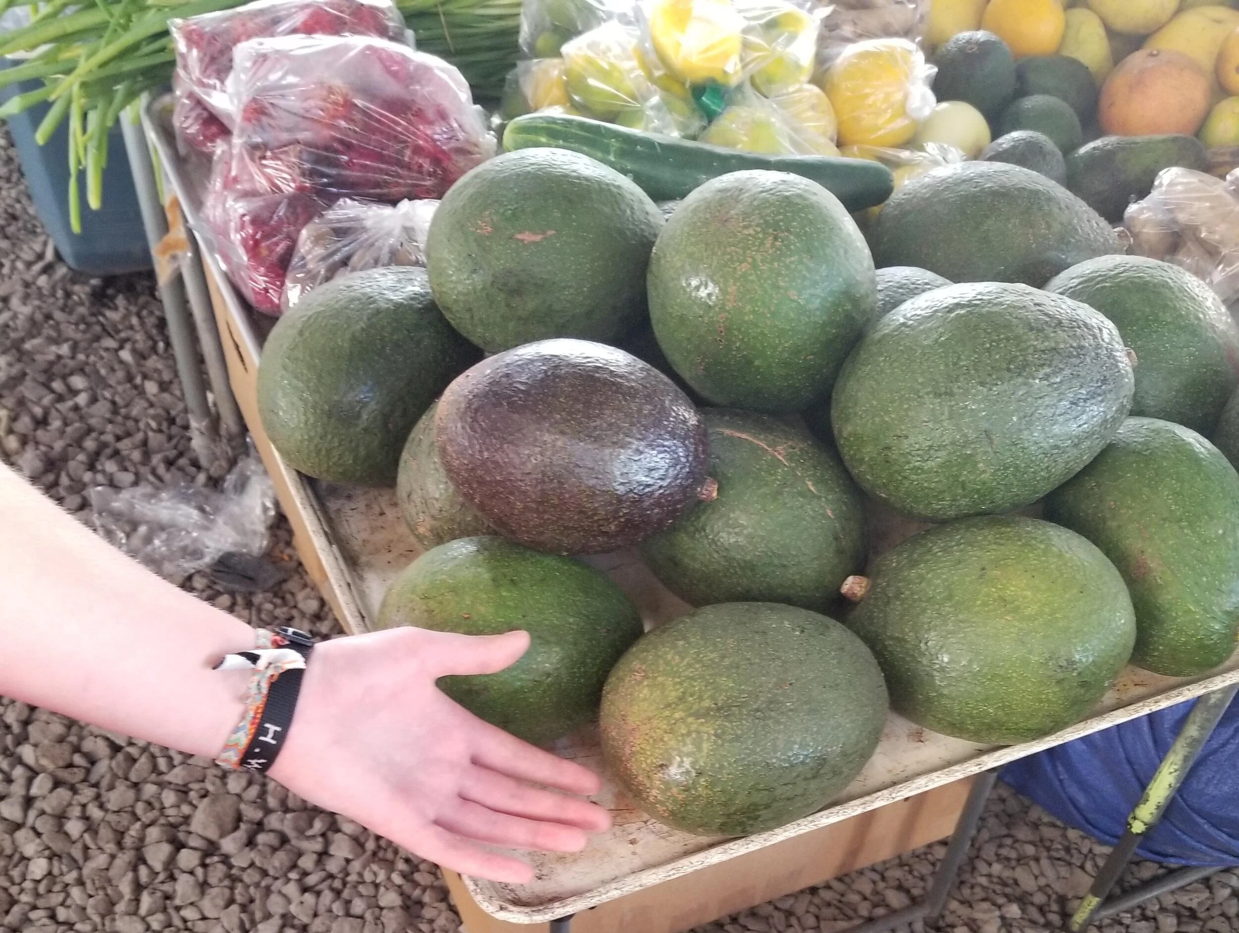 Travel stories: Hawaii (part 4) — Tamara Jorell