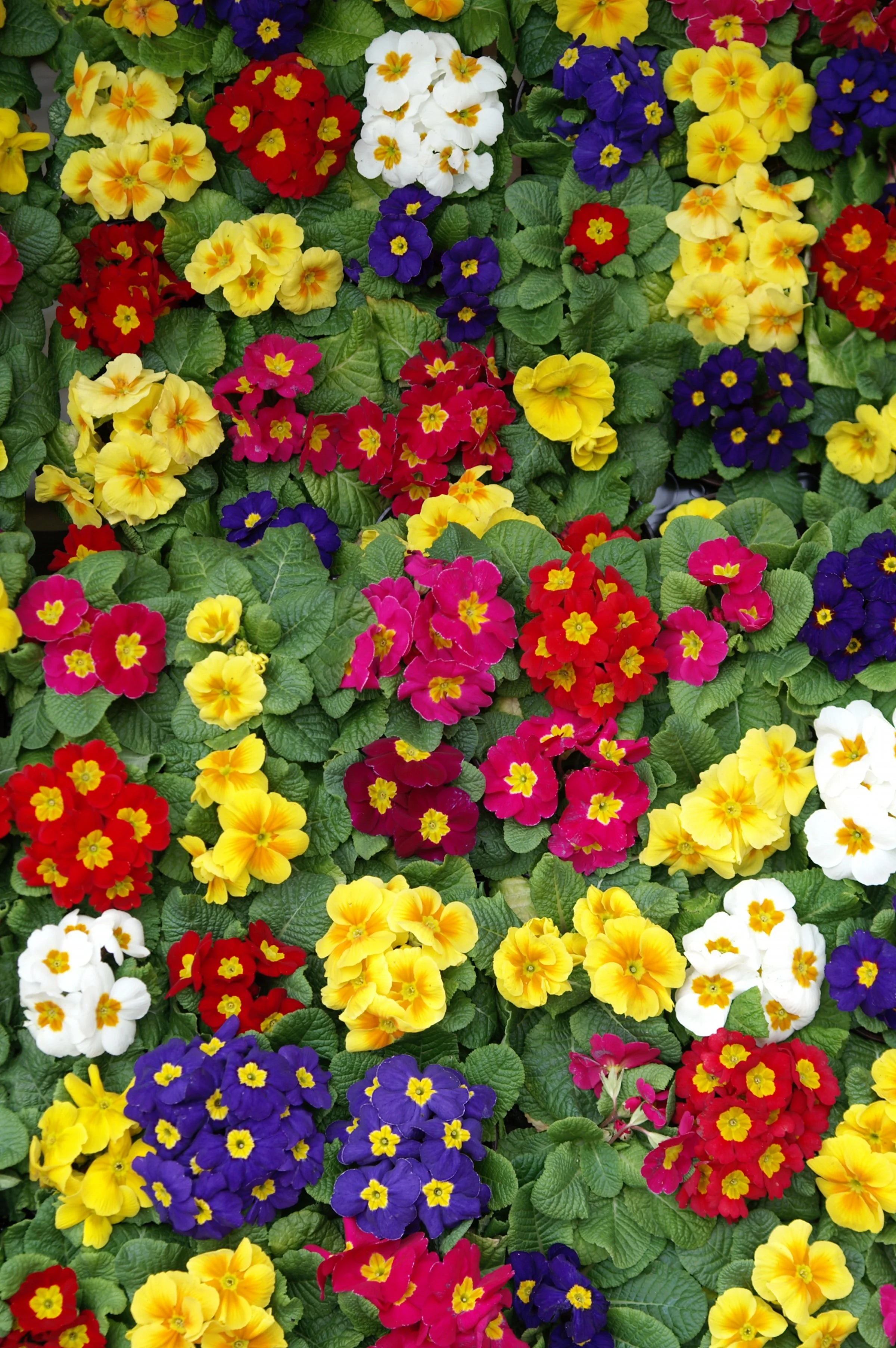 Best Flowers to Plant in the Spring — Kevin Szabo Jr Plumbing ...