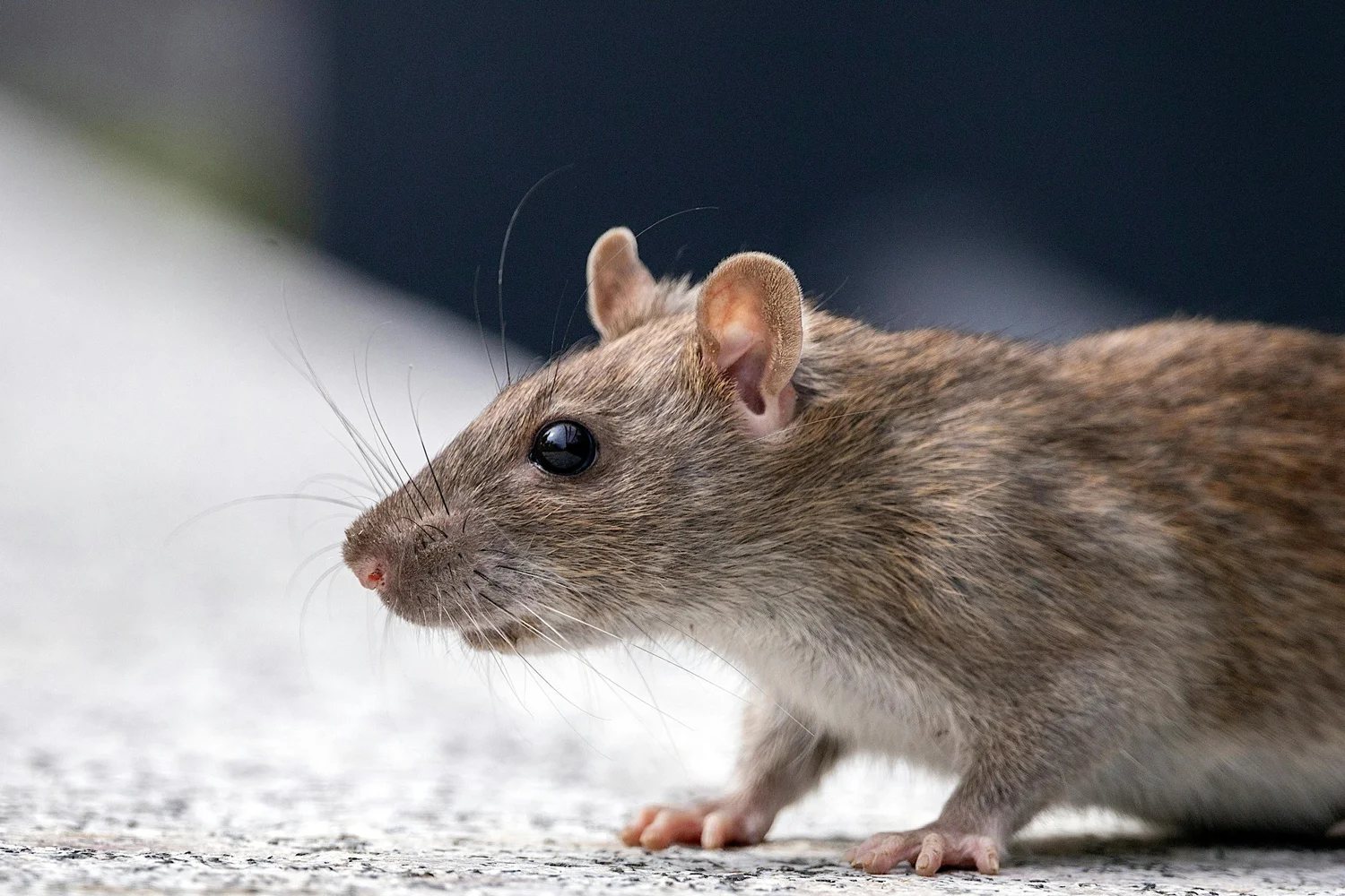 Rat Race: Effective Strategies for Rodent Control in Your House and ...