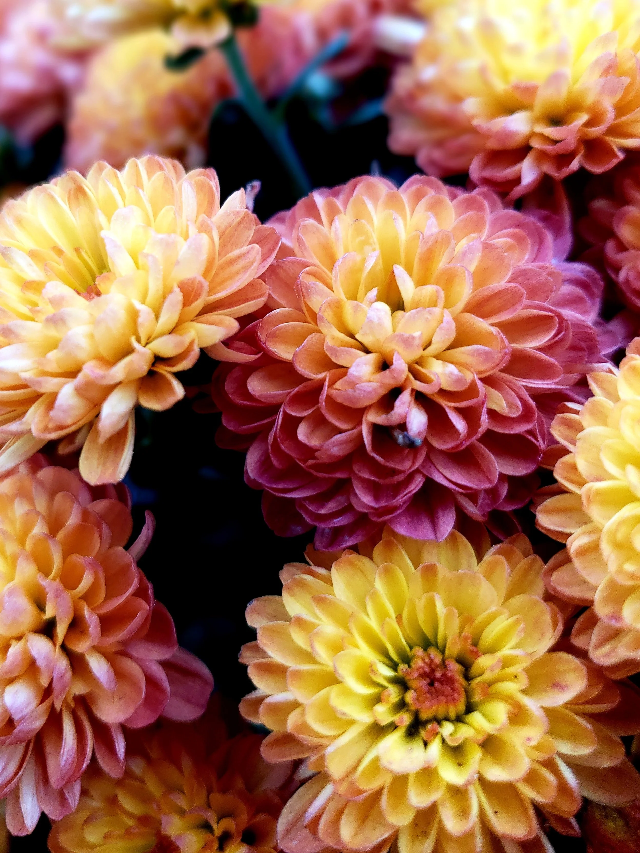 Best Flowers to Plant in the Spring — Kevin Szabo Jr Plumbing ...
