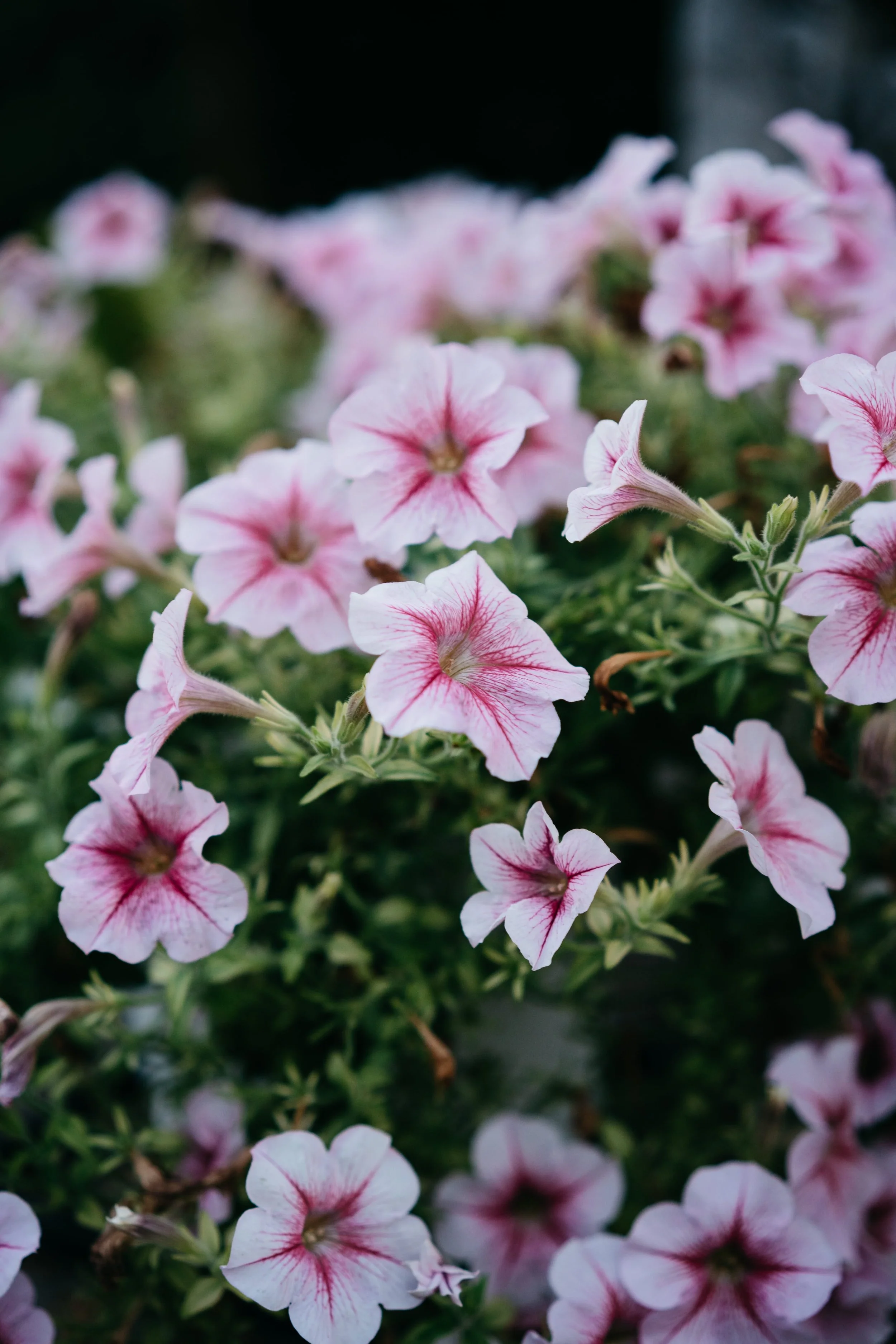 Best Flowers to Plant in the Spring — Kevin Szabo Jr Plumbing ...