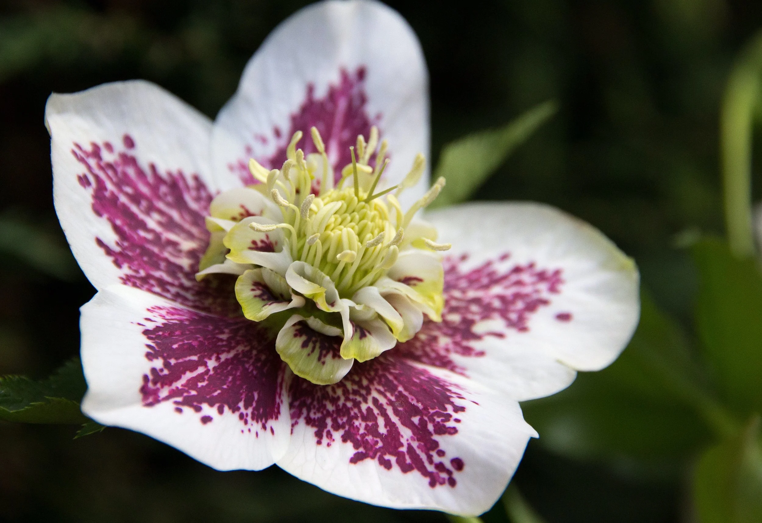 Best Flowers to Plant in the Spring — Kevin Szabo Jr Plumbing ...