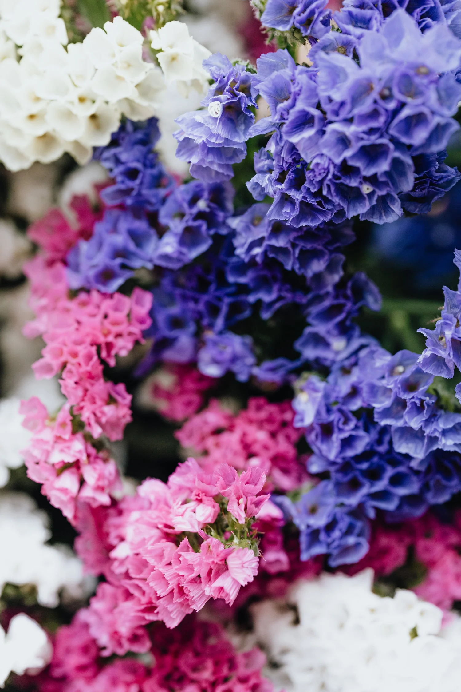 Best Flowers to Plant in the Spring — Kevin Szabo Jr Plumbing ...