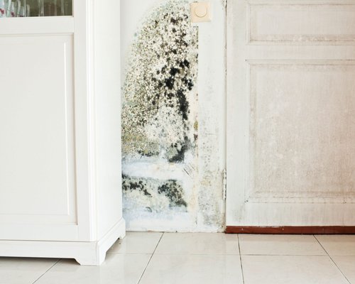 How dangerous can mold be for your house? — Kevin Szabo Jr Plumbing ...