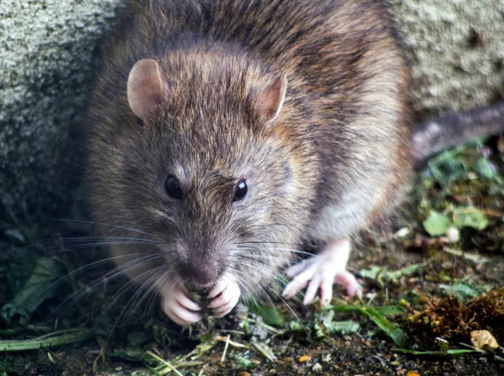 Rat Race: Effective Strategies for Rodent Control in Your House and ...
