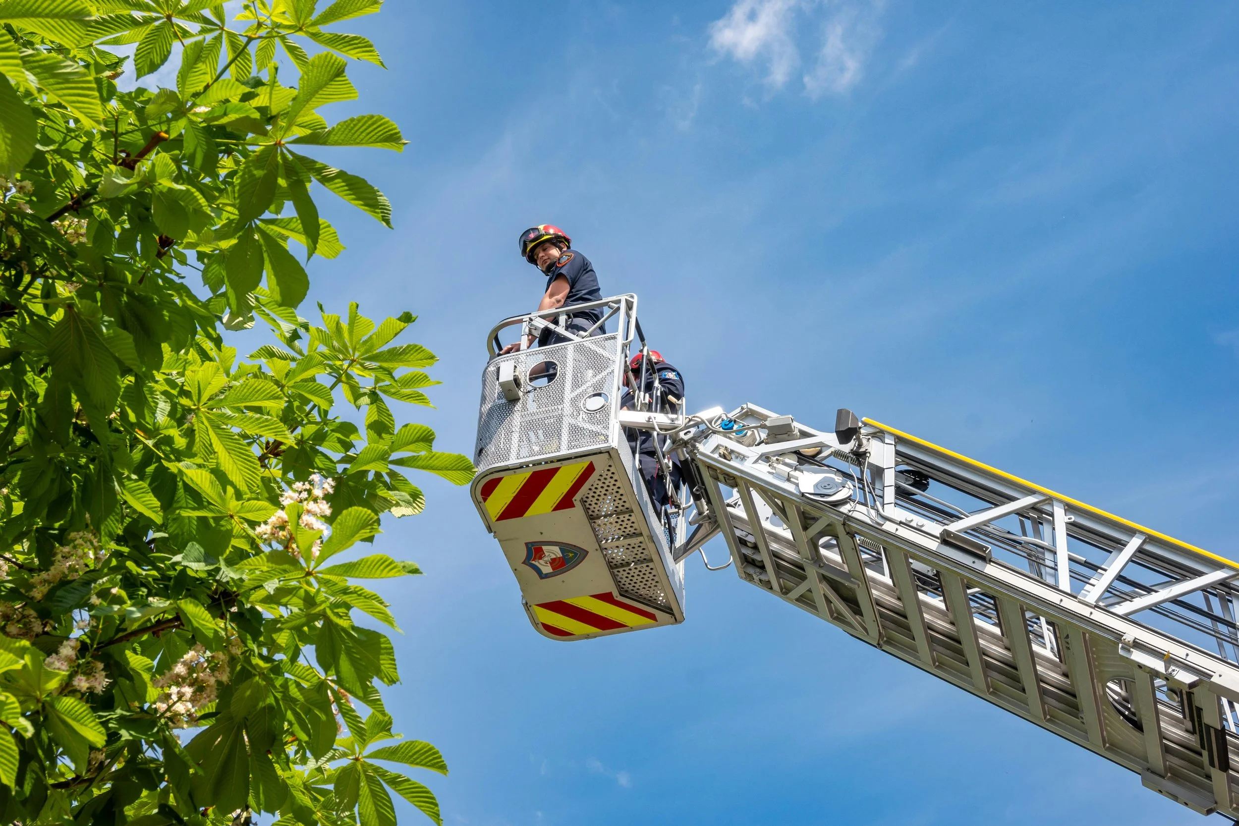 Why Crane Tree Removal is Best Method for Removing Tall Trees — Kevin ...