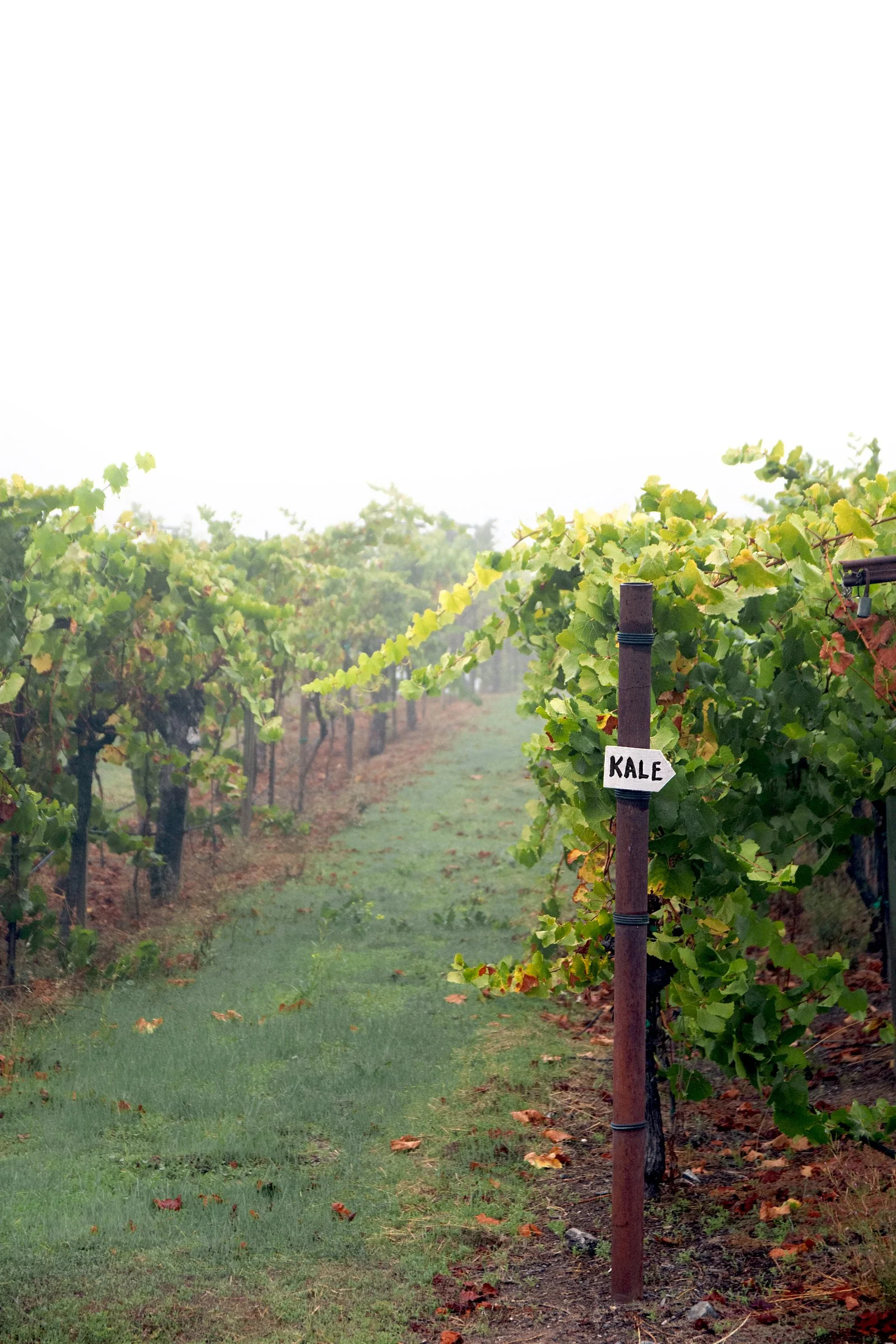 Vineyards — Kale Wines