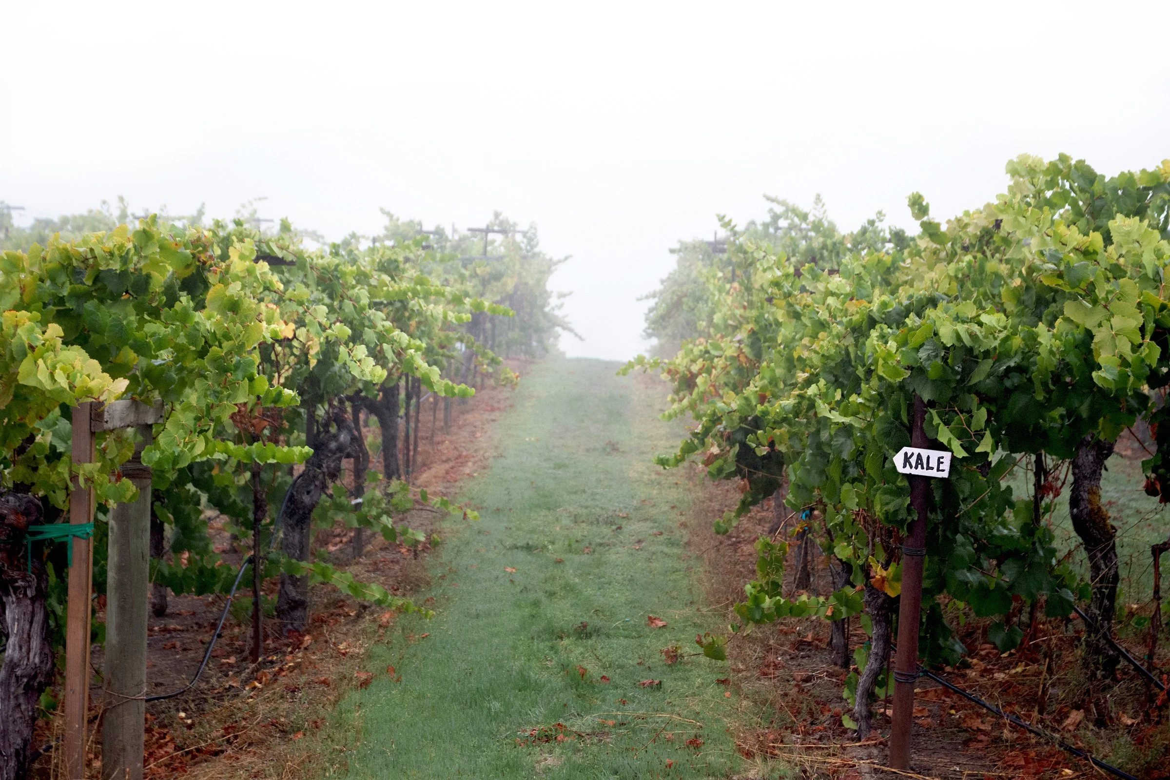 Vineyards — Kale Wines