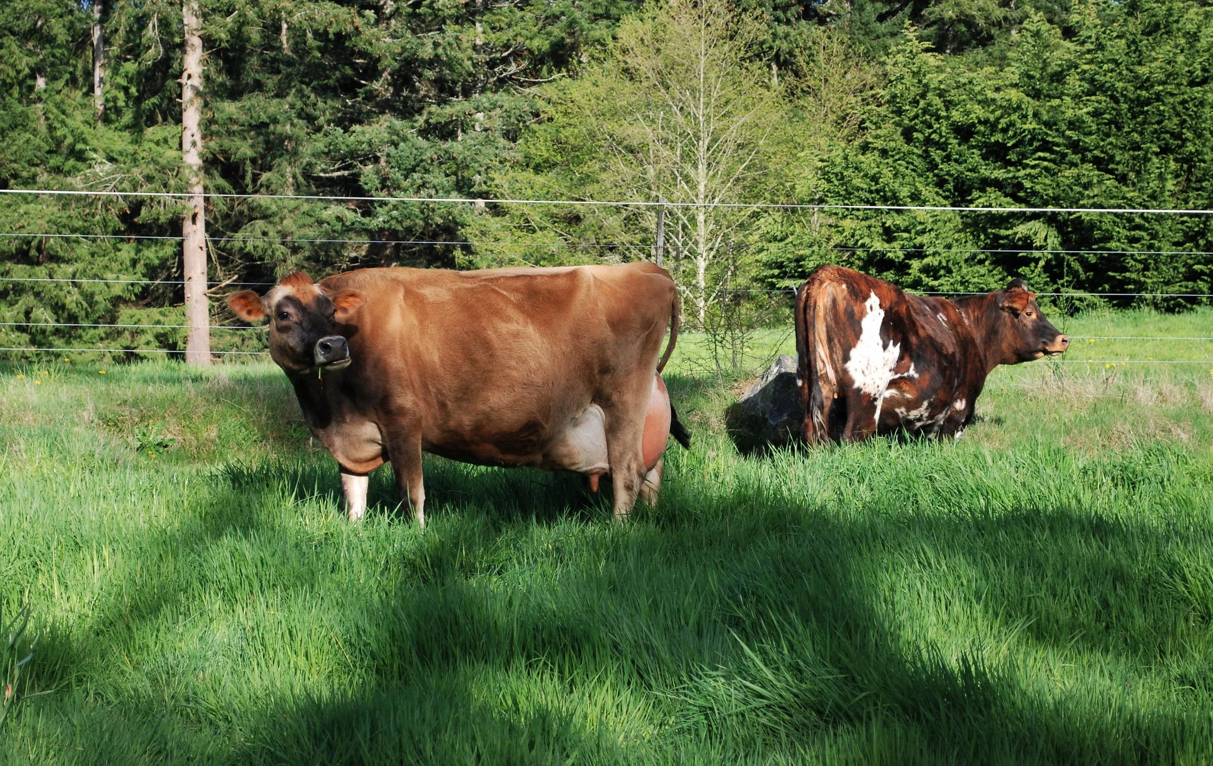 About — Venison Valley Farm & Creamery