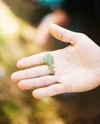 Foraging With Pascal Baudar — Los Angeles Food Photographer - Rebecca ...