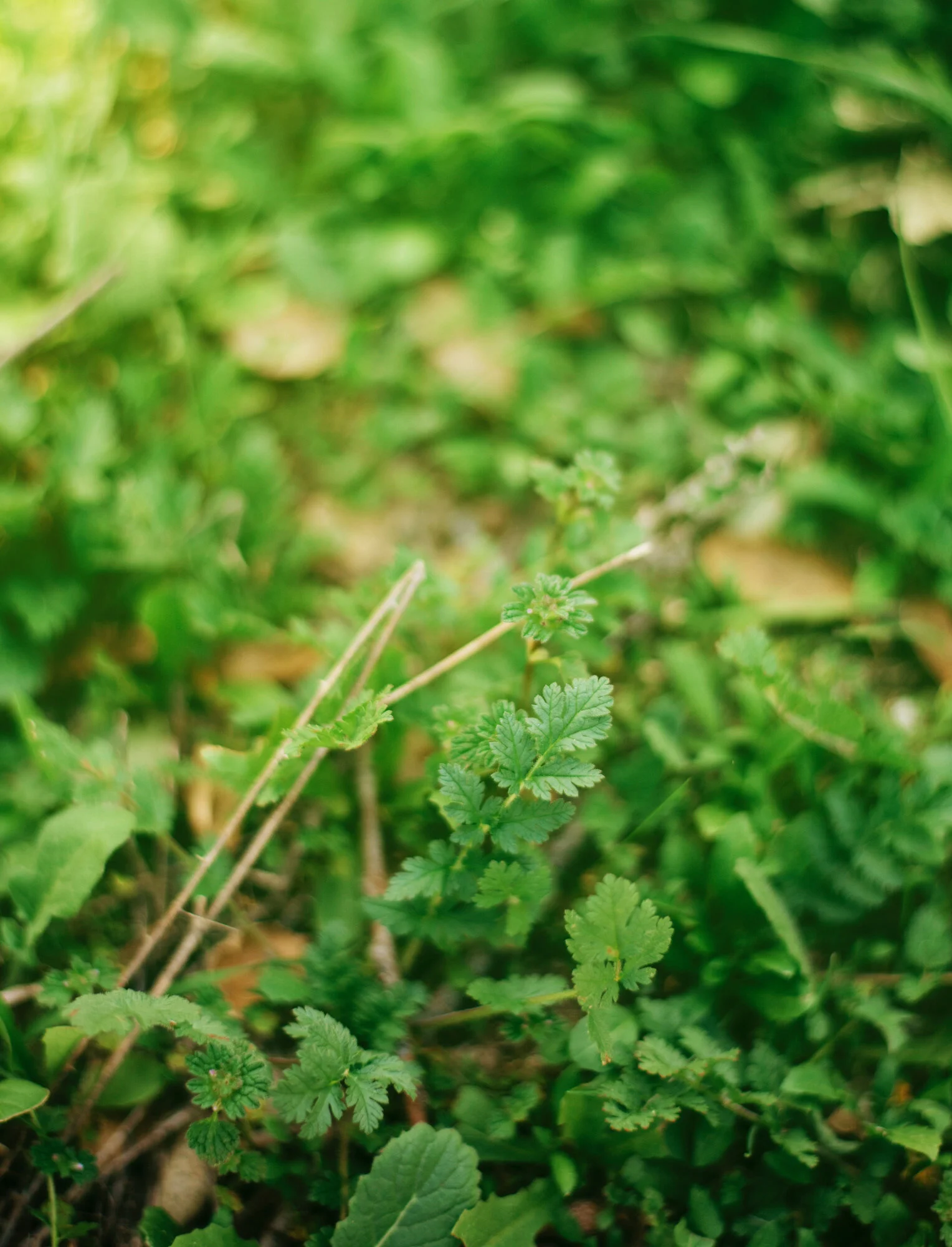 Foraging With Pascal Baudar — Los Angeles Food Photographer - Rebecca ...