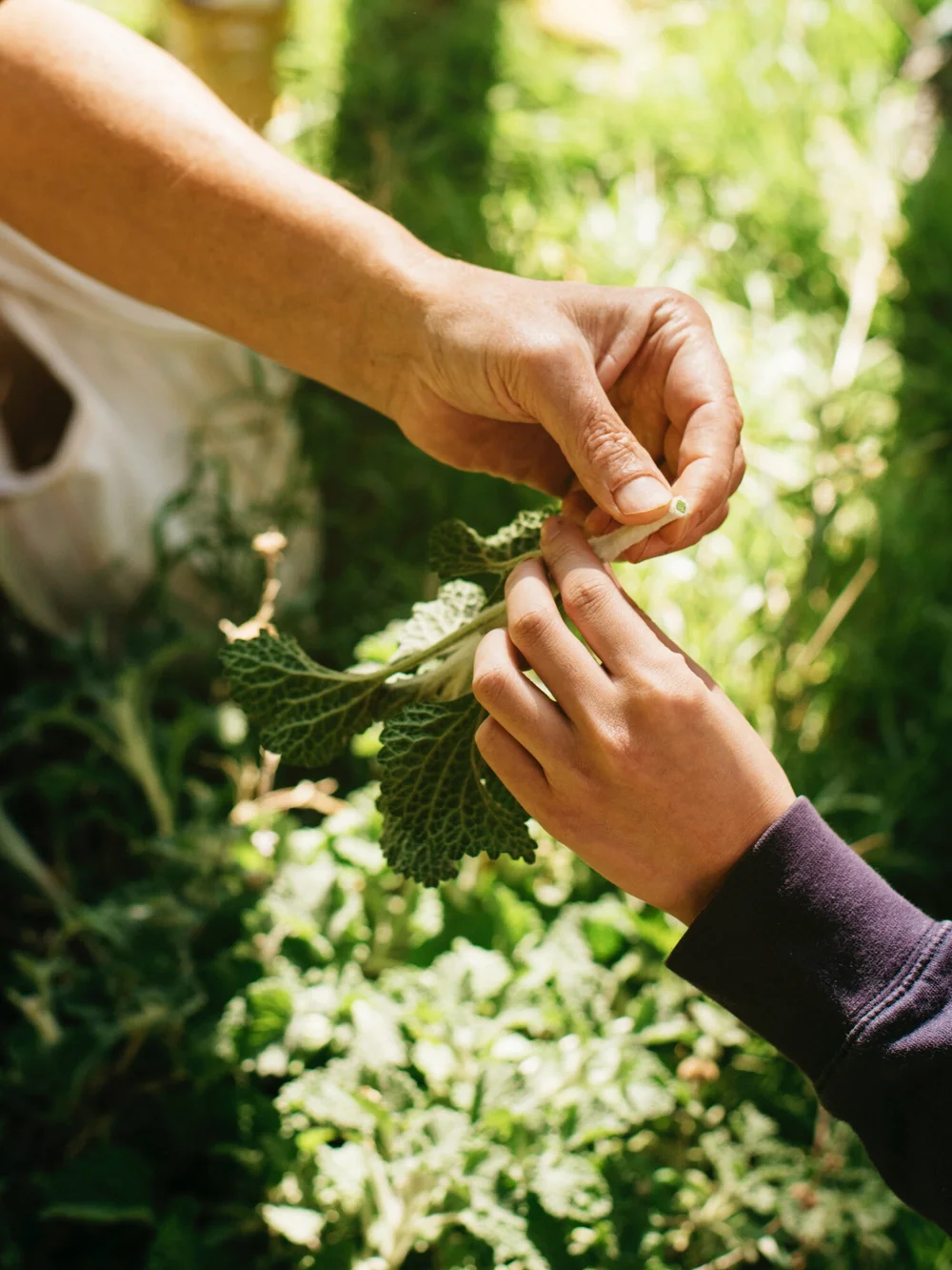 Foraging With Pascal Baudar — Los Angeles Food Photographer - Rebecca ...