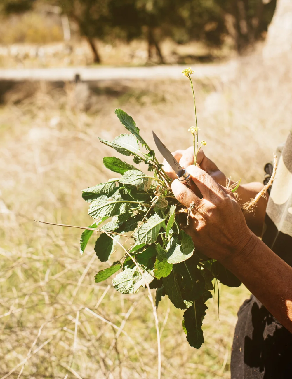 Foraging With Pascal Baudar — Los Angeles Food Photographer - Rebecca Peloquin