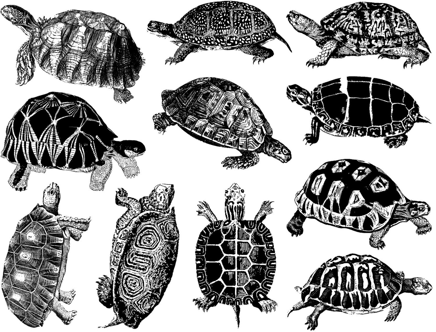 Sketches Of Land Turtles