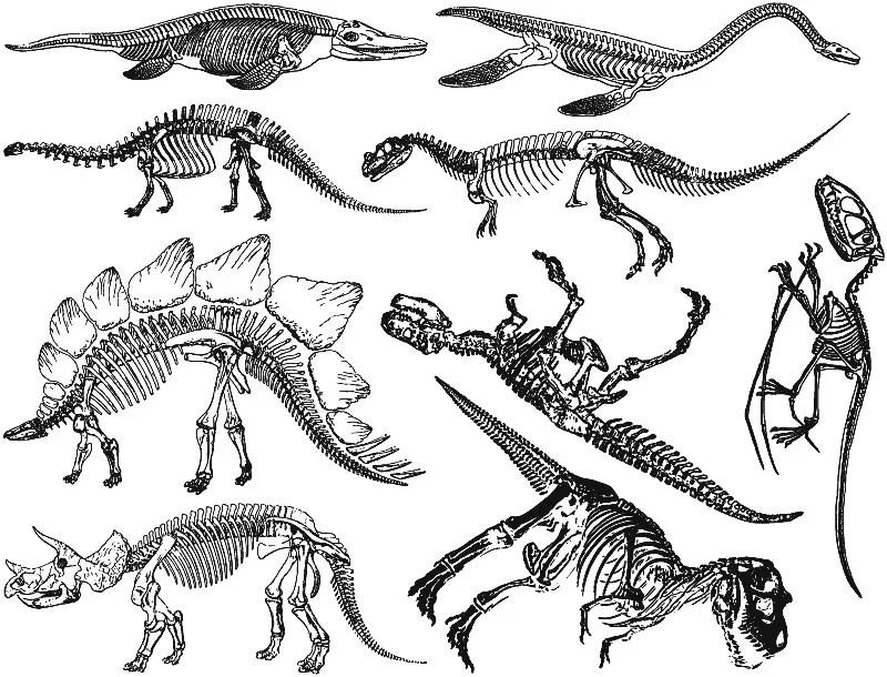 Dinosaur Skeleton Chart