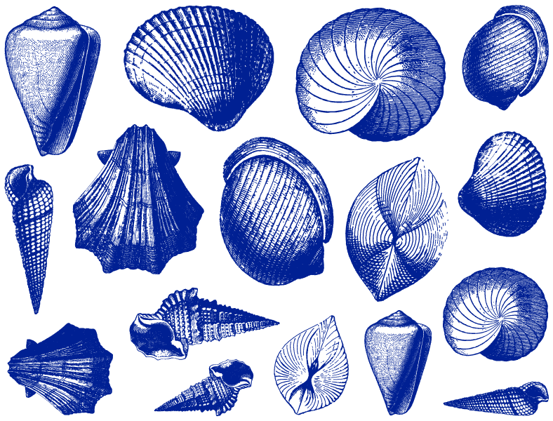 Seashell Decals for Glass, Ceramic or Enamel - Lead Free and Foodsafe ...