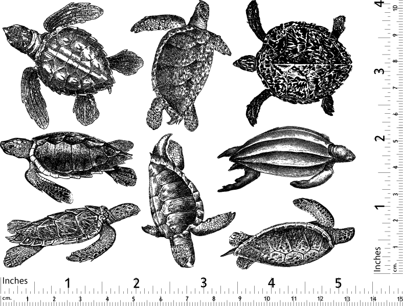 Sea Turtle Black And White