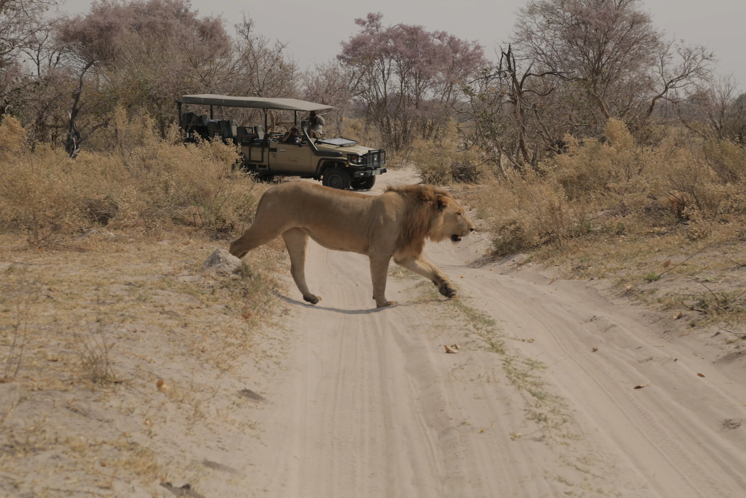 Safari Brothers — Symbio Studios
