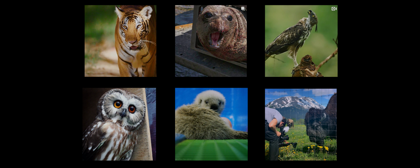 The Real Black Panther — Symbio Studios