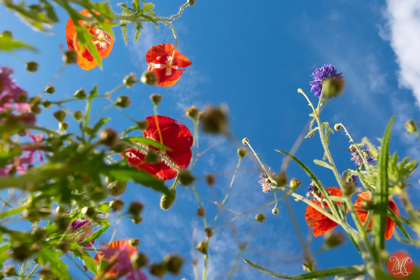 MiKSMedia Photography