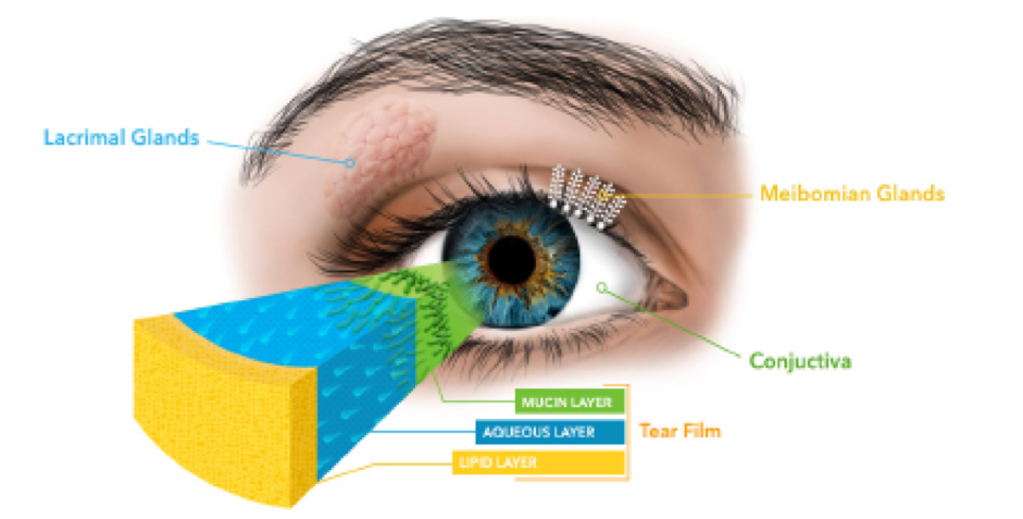 COMLY EYE CARE — Dry Eye Management