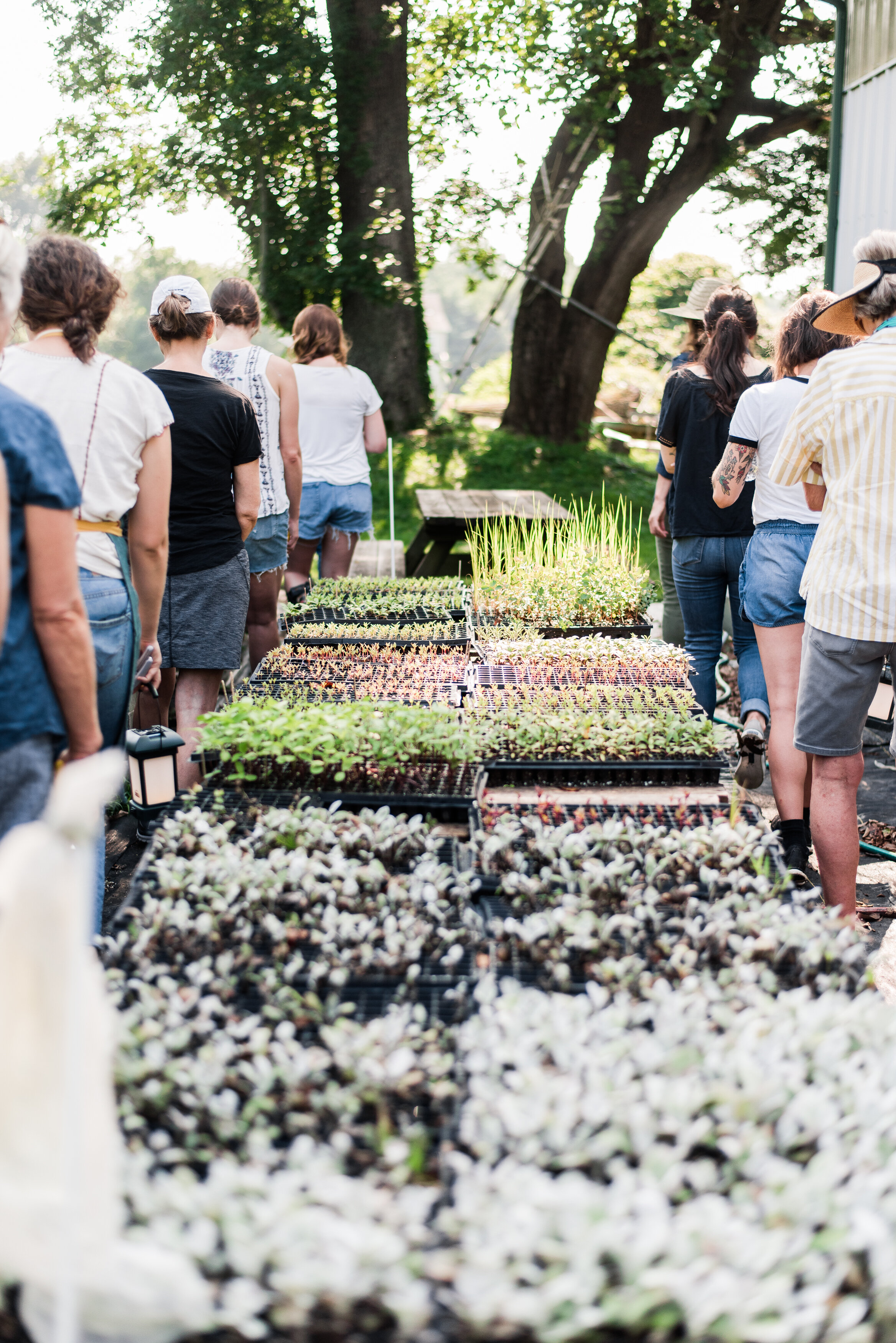 Butterbee Farm-Seed Starting! For Gardeners