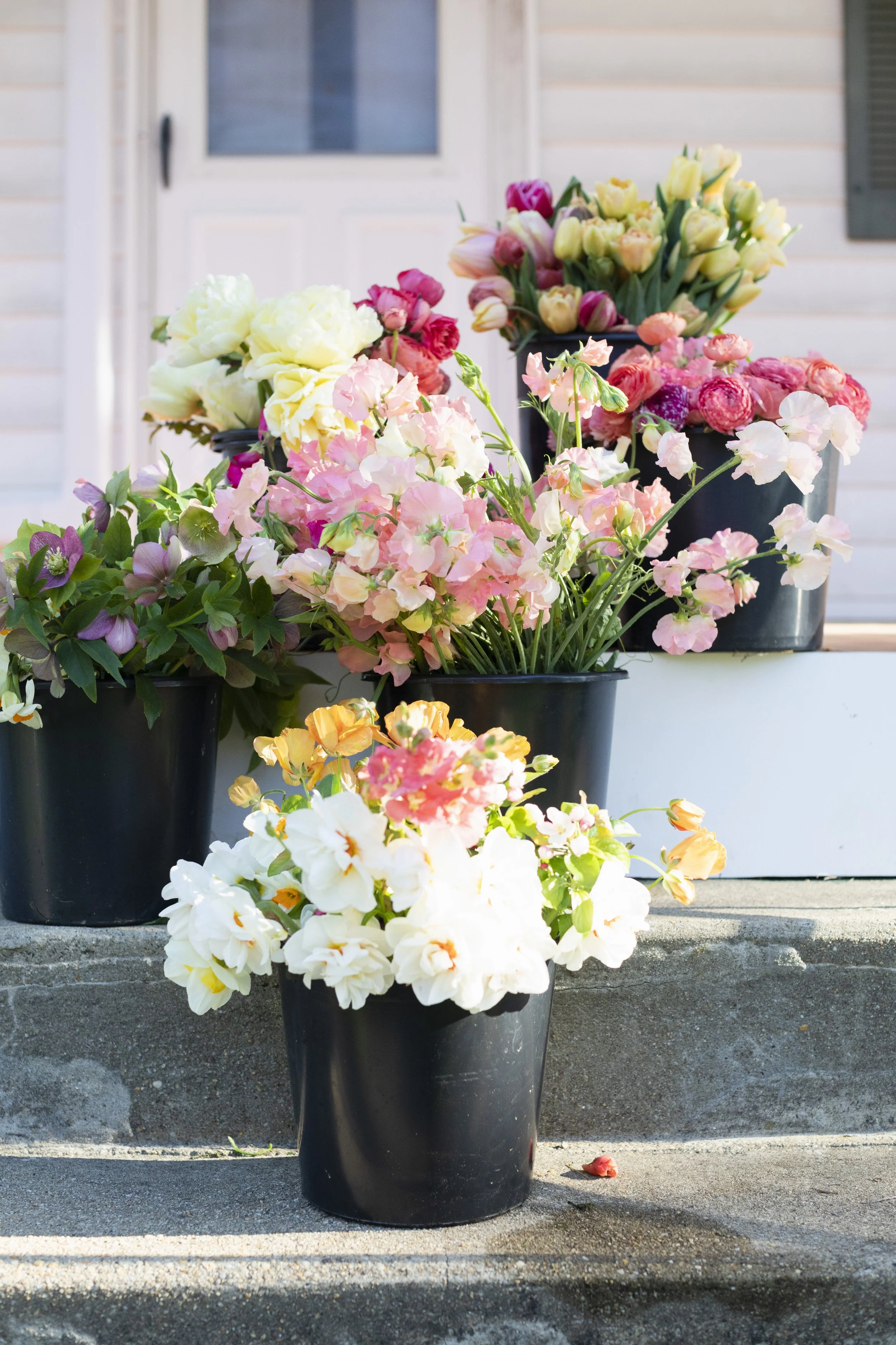 Butterbee Farm-Butterbee Blooms