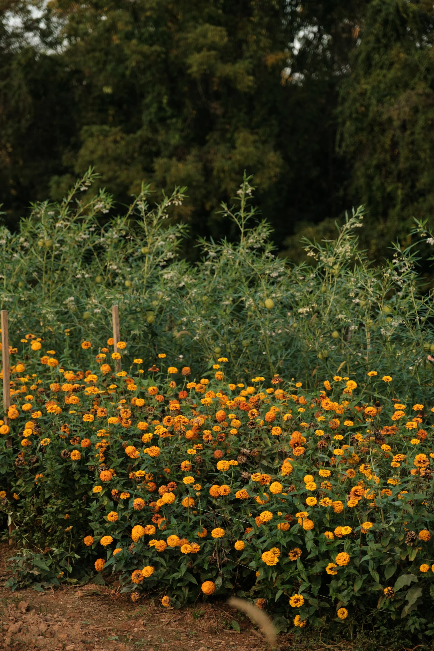 Butterbee Farm