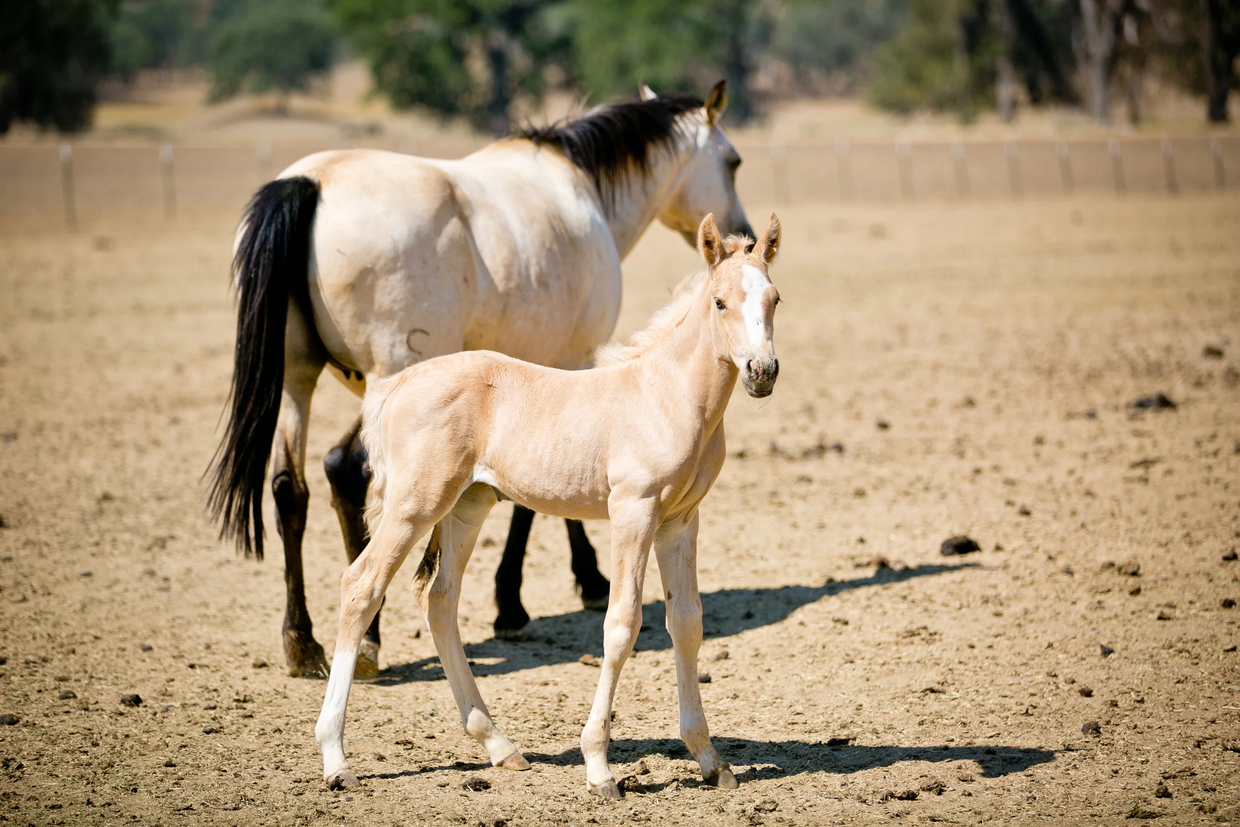 Horses For Adoption — Montgomery Creek Ranch