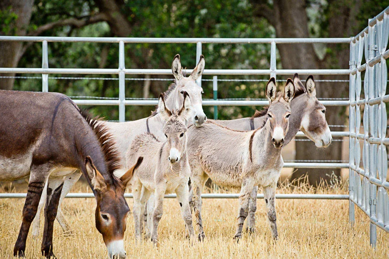 The MCR Burros — Montgomery Creek Ranch - A Wild Horse Sanctuary
