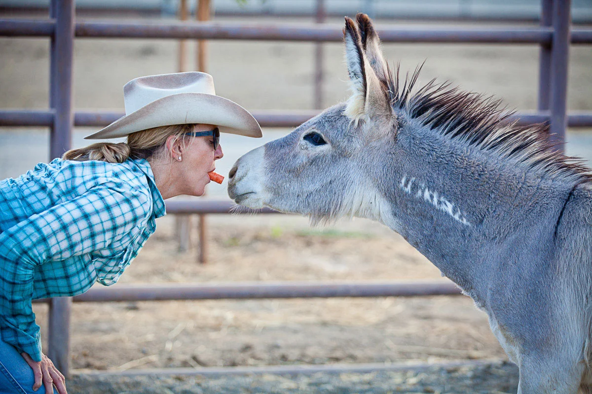 The MCR Burros — Montgomery Creek Ranch - A Wild Horse Sanctuary