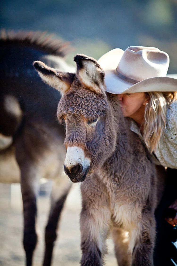 The MCR Burros — Montgomery Creek Ranch - A Wild Horse Sanctuary