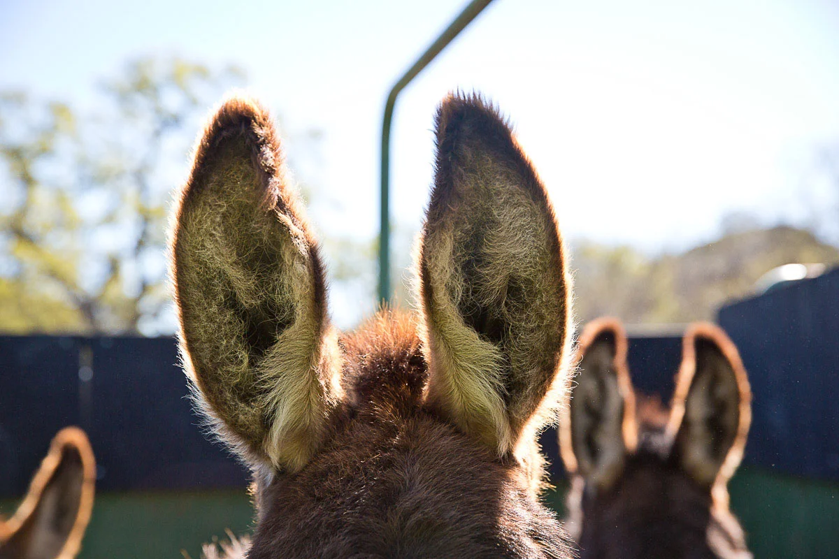 The MCR Burros — Montgomery Creek Ranch - A Wild Horse Sanctuary