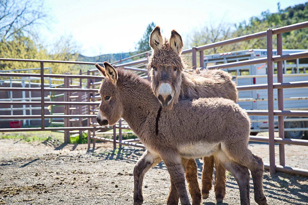 The MCR Burros — Montgomery Creek Ranch - A Wild Horse Sanctuary