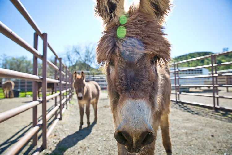 The MCR Burros — Montgomery Creek Ranch - A Wild Horse Sanctuary