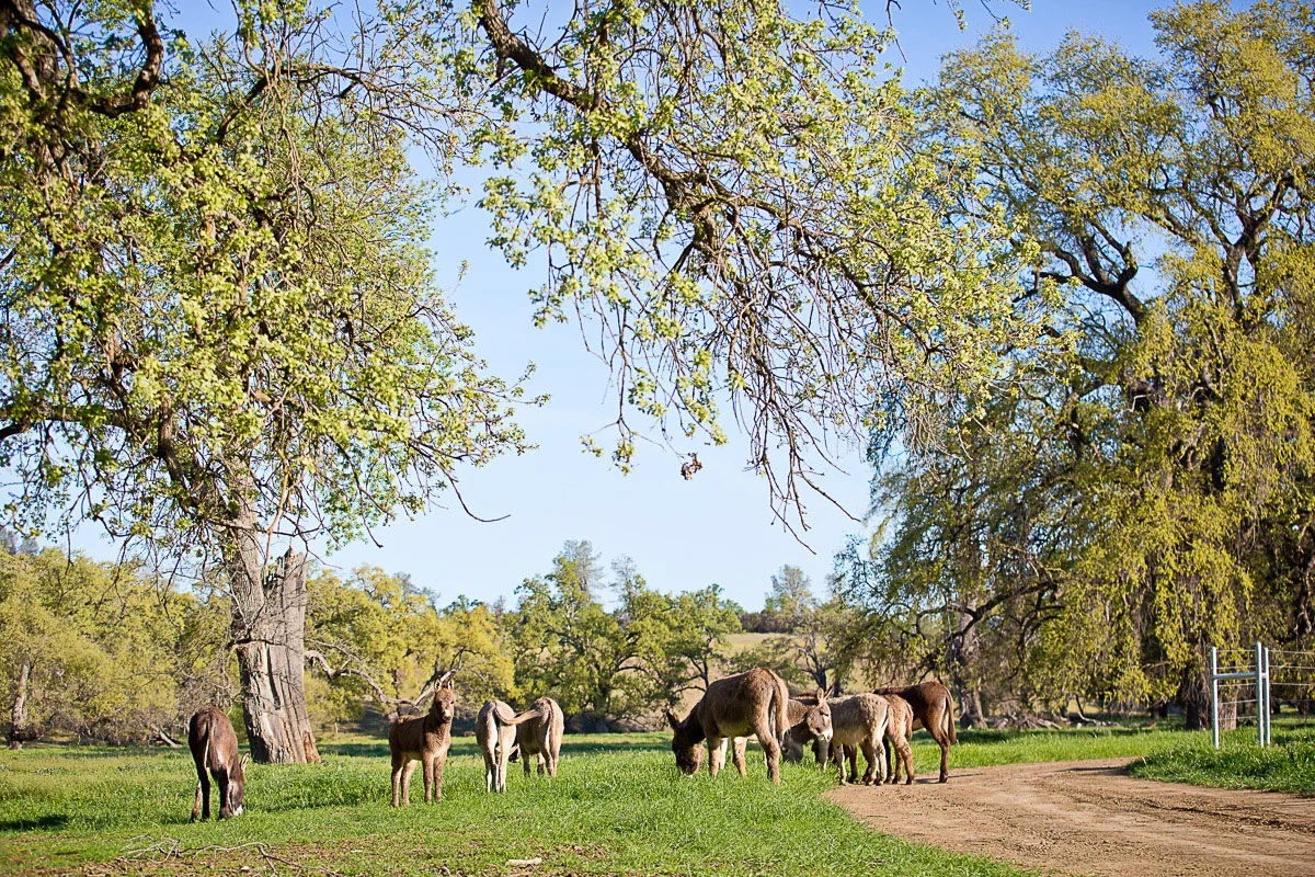 The MCR Burros — Montgomery Creek Ranch - A Wild Horse Sanctuary