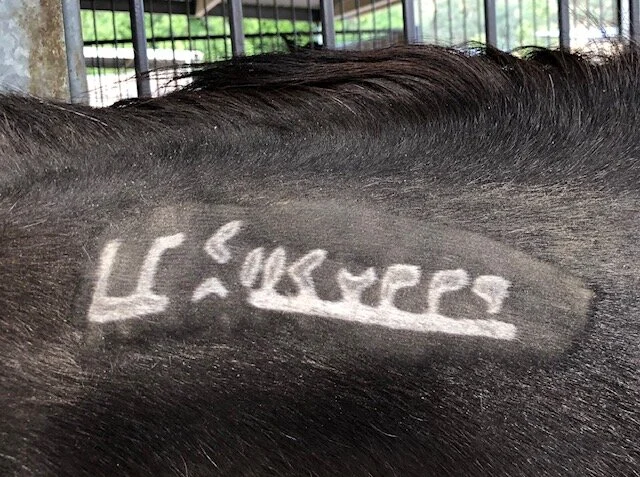 What a BLM Freeze Brand Can Tell You About a Mustang — Montgomery Creek ...