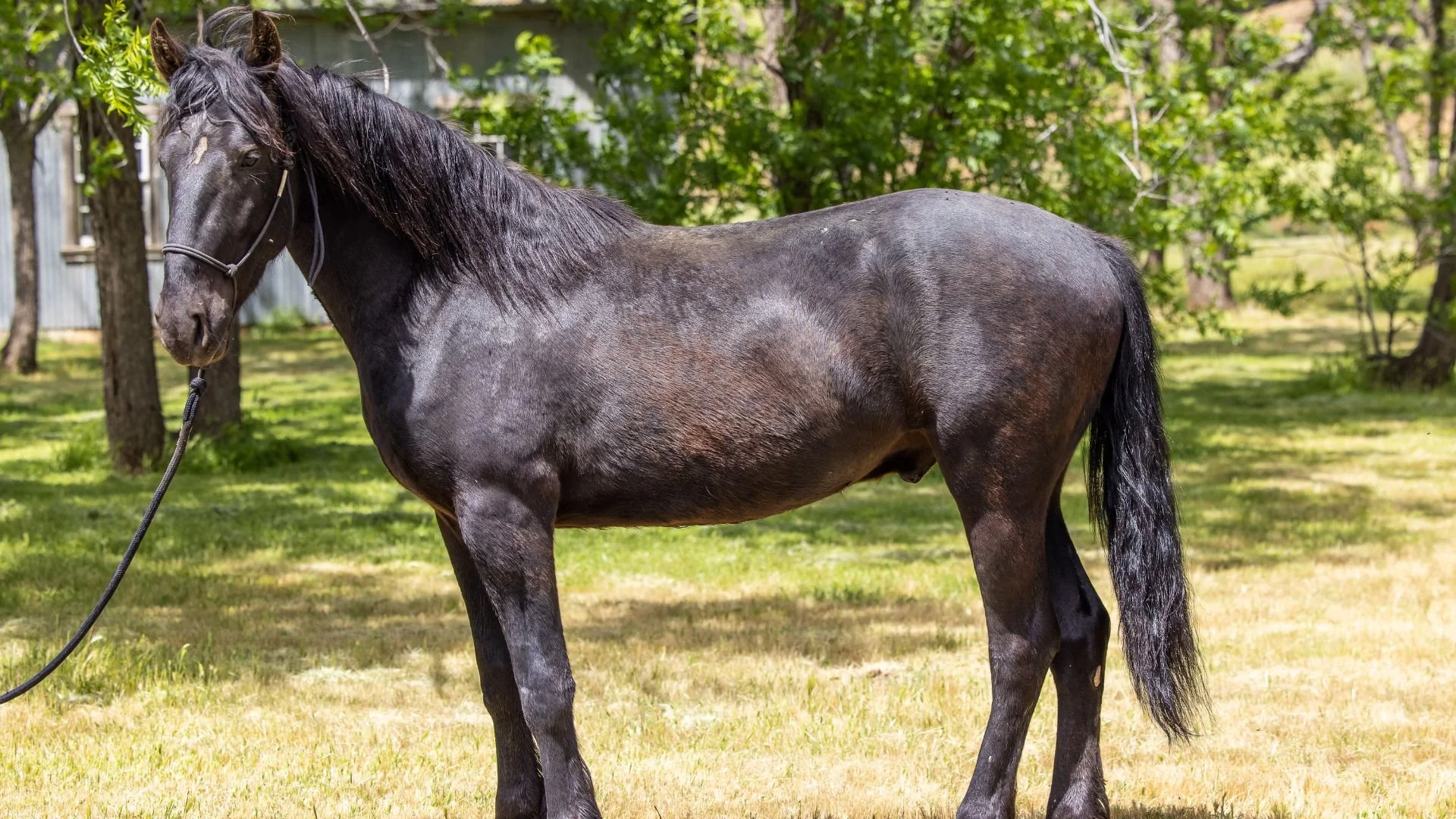 Wolf, an Onaqui Mustang in Training — Montgomery Creek Ranch - A Wild ...
