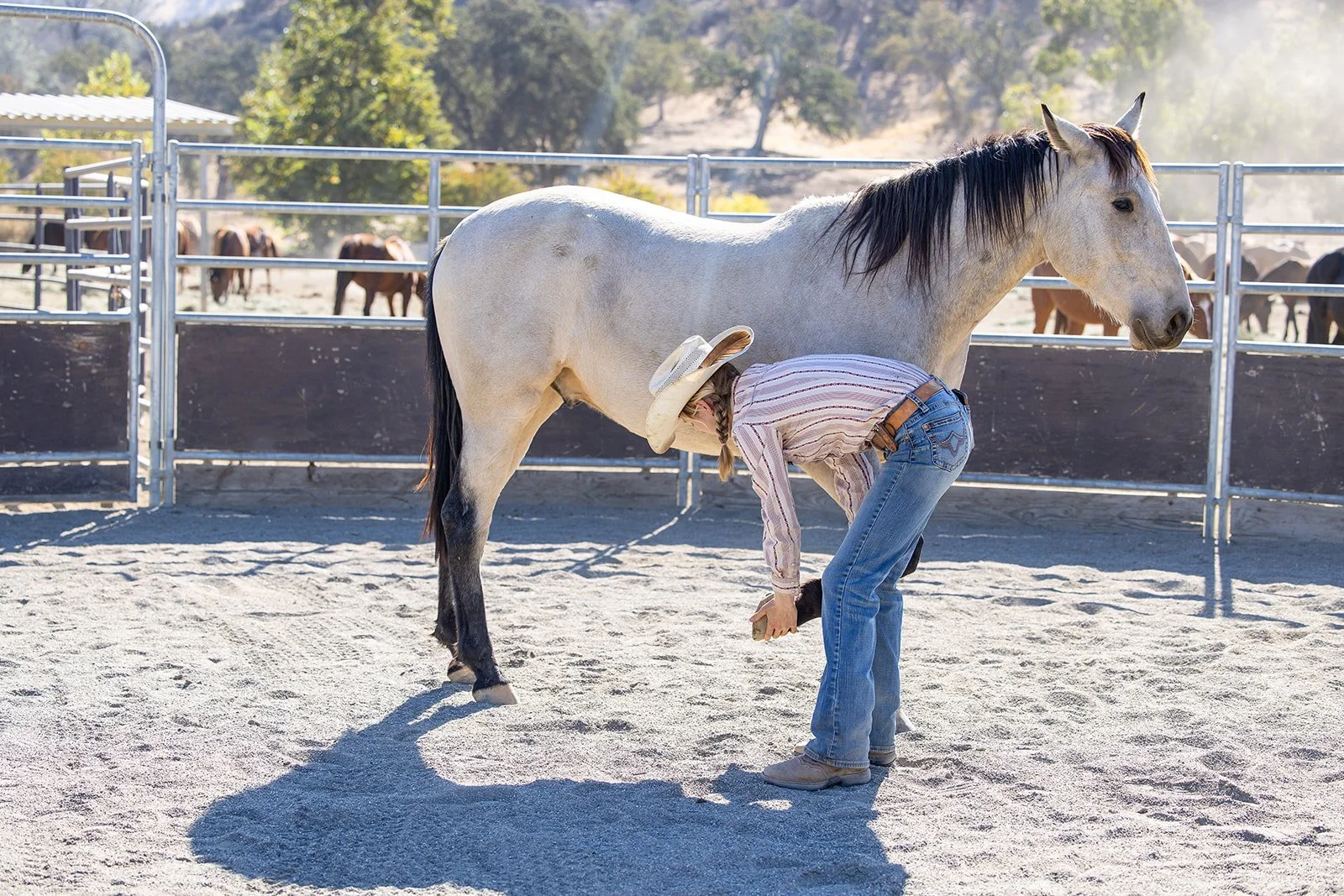 Sid — Montgomery Creek Ranch - A Wild Horse Sanctuary