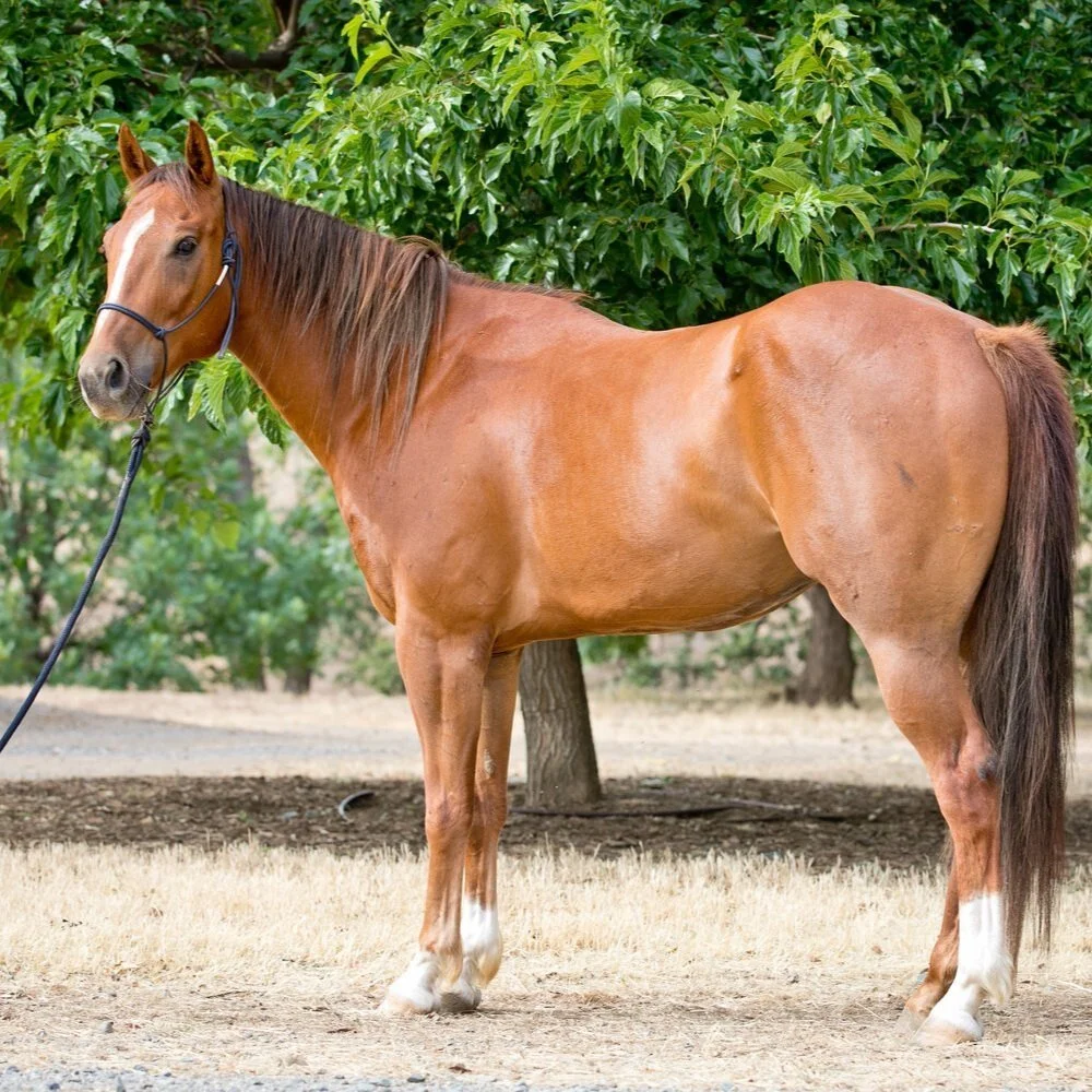 The Mustangs — Montgomery Creek Ranch - A Wild Horse Sanctuary