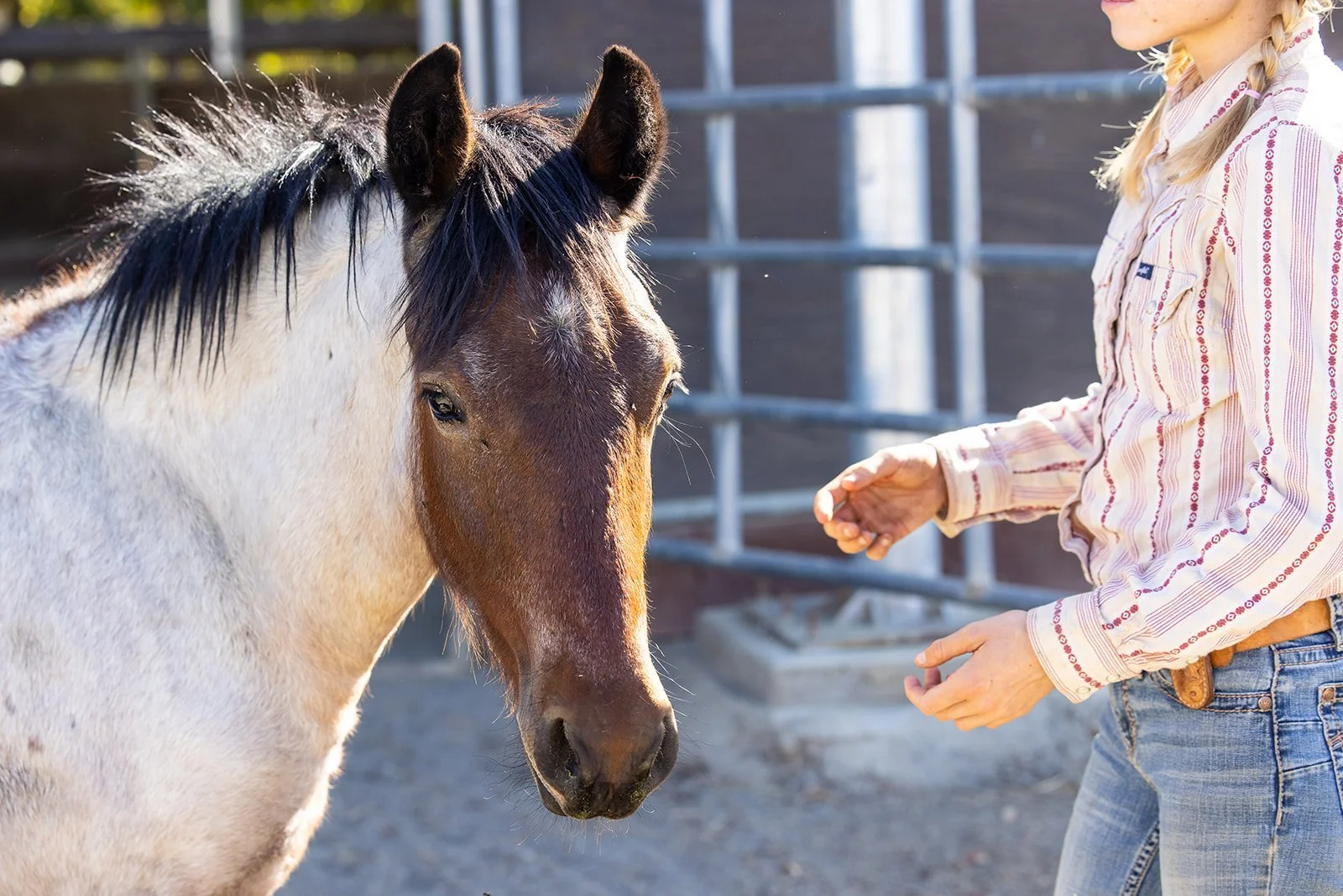 Topsy — Montgomery Creek Ranch - A Wild Horse Sanctuary