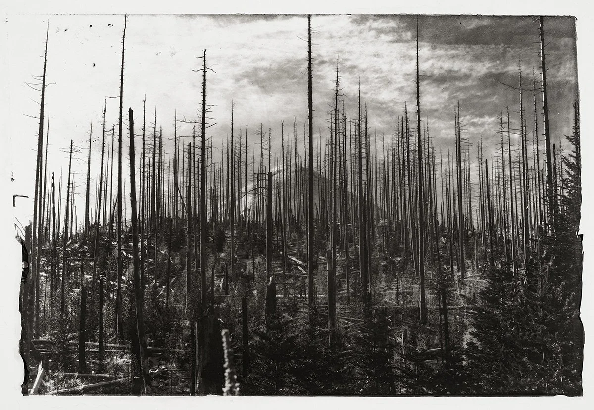 Burnt Forest Drawing