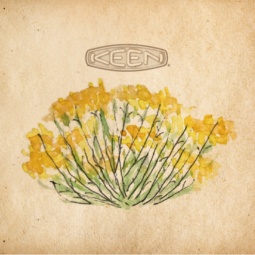 Caitlin Barrett Designs