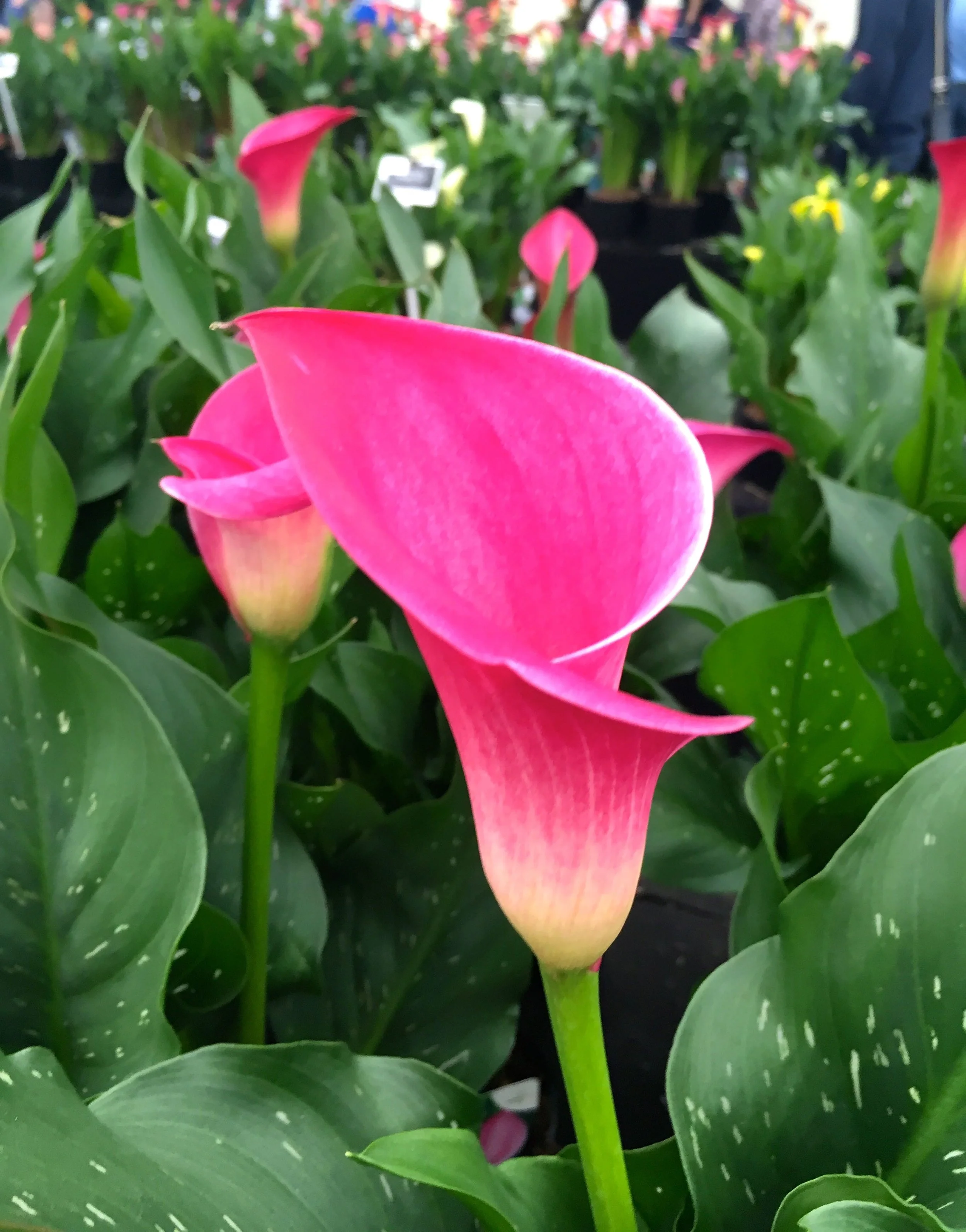 Floral trumpets — Bosworth Life