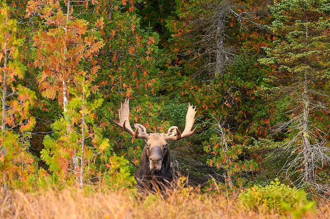 Moose Safari Nahmakanta Lake Wilderness Camps — Go See It Travel