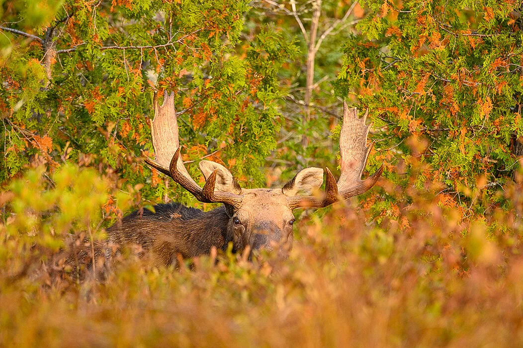 Moose Safari Nahmakanta Lake Wilderness Camps — Go See It Travel