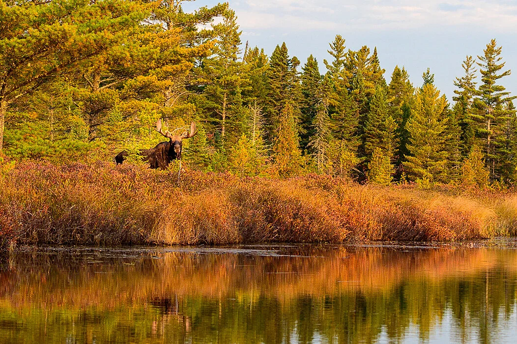 Moose Safari Nahmakanta Lake Wilderness Camps — Go See It Travel