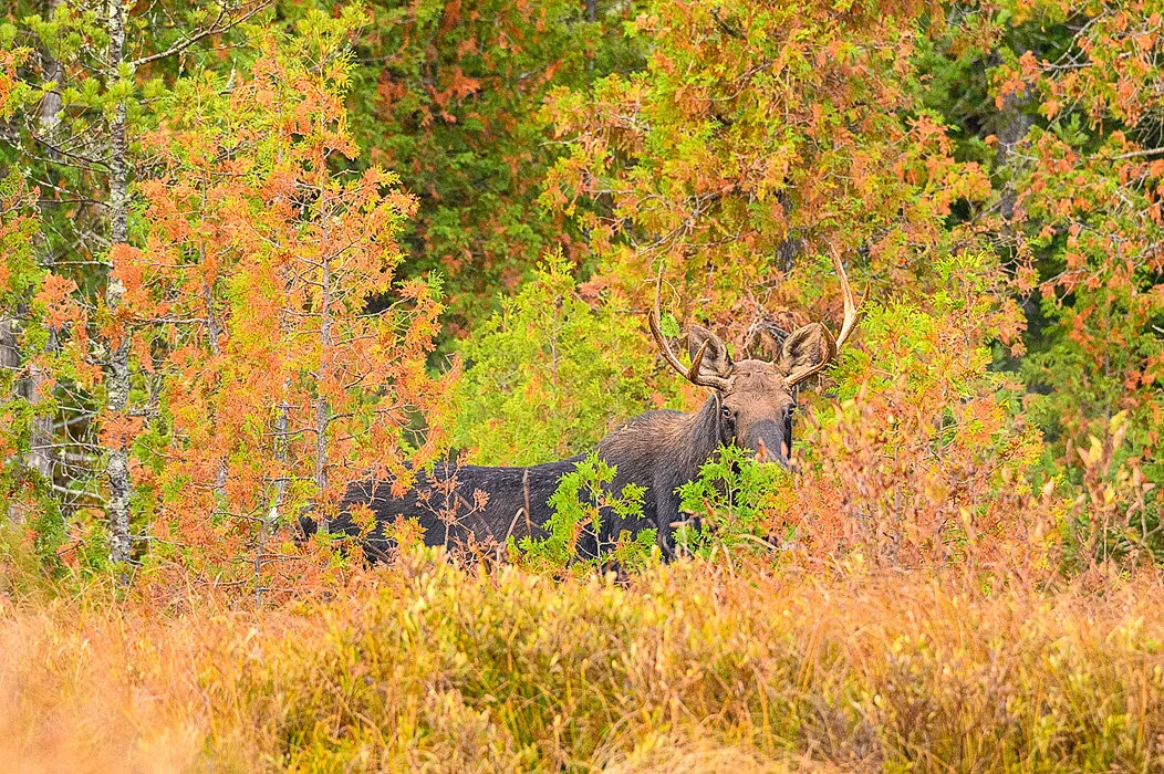 Moose Safari Nahmakanta Lake Wilderness Camps — Go See It Travel
